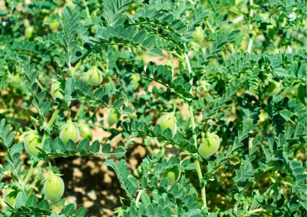 Đậu gà - Giá trị dinh dưỡng & lợi ích với sức khoẻ - BB&K - Giải pháp ...